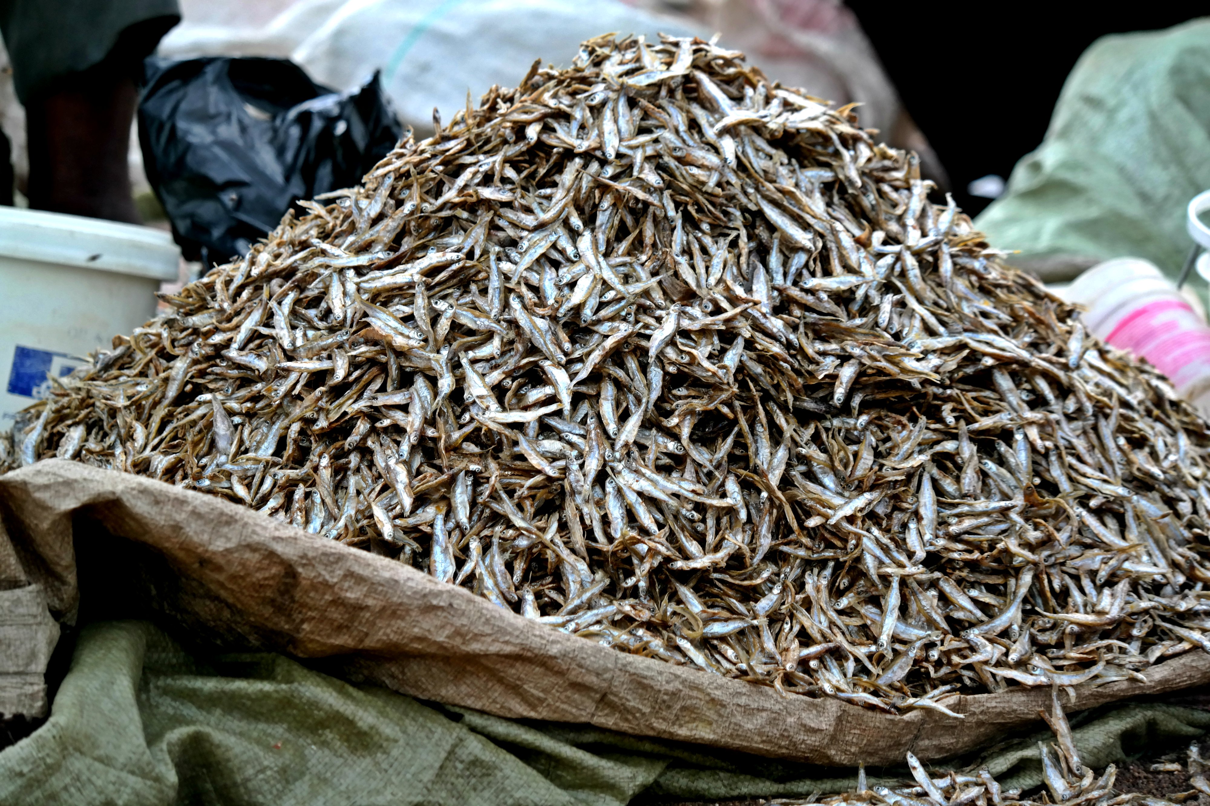 Fishing Lake Victoria and the Mara River | SELVA